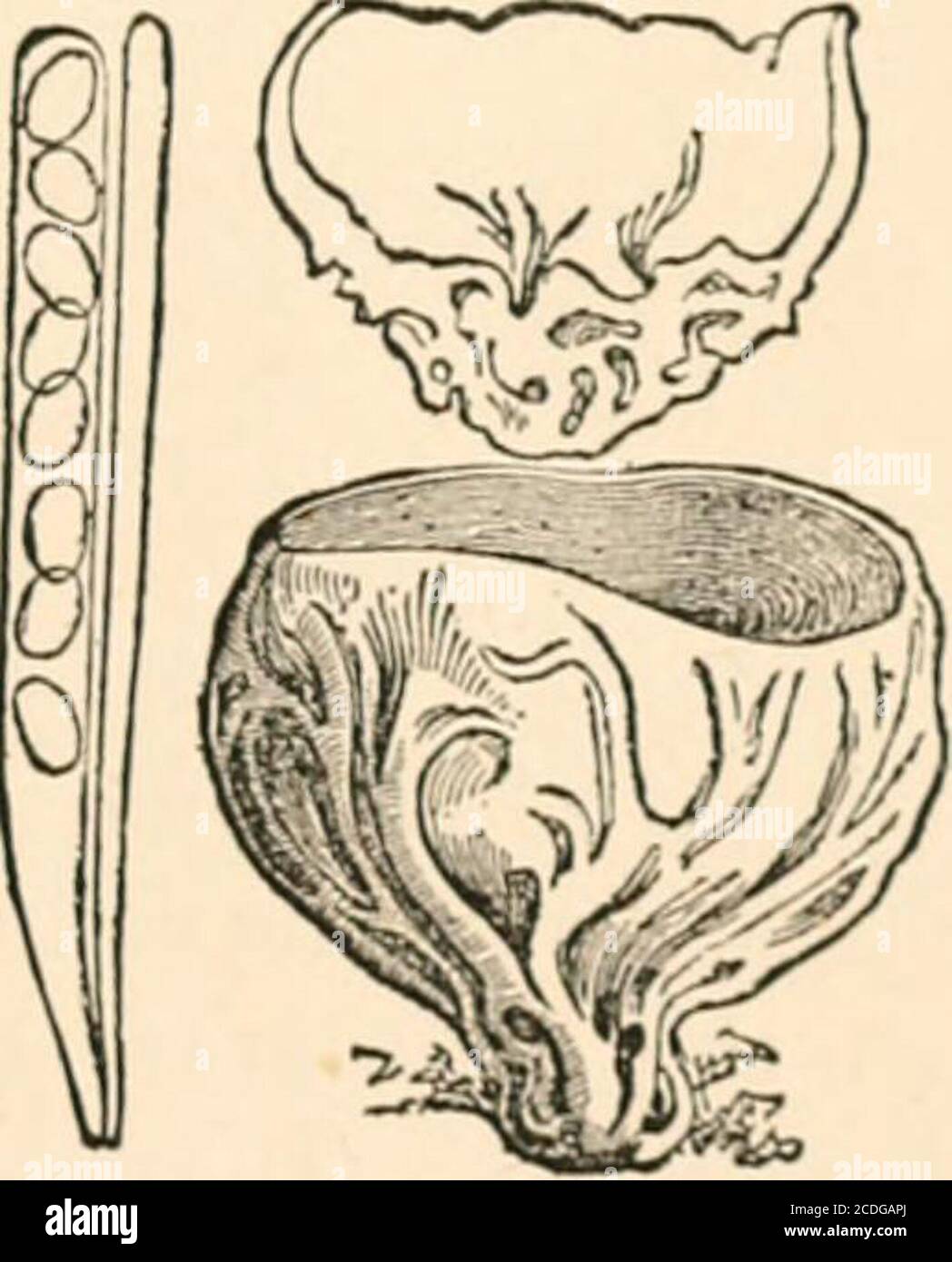 . Introduction to the study of fungi, their organography ...