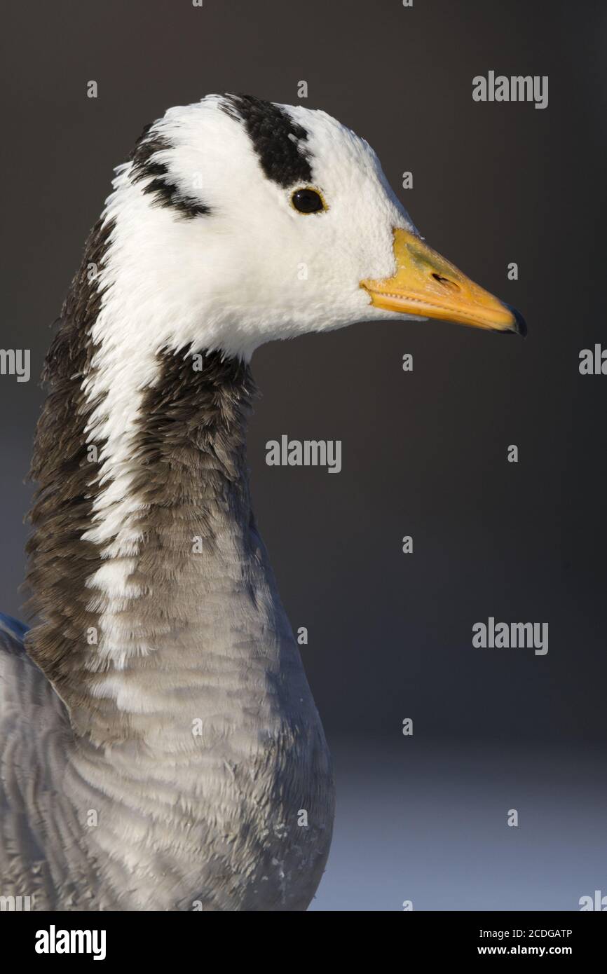 Indian goose hi-res stock photography and images - Alamy