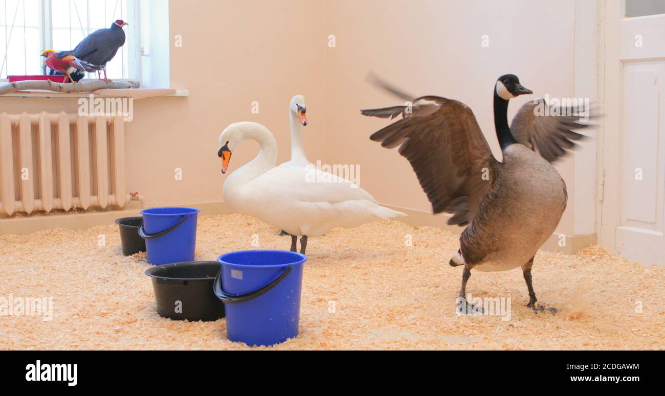 Mute swans and Canada geese from Peterhof bird collection Stock Photo ...