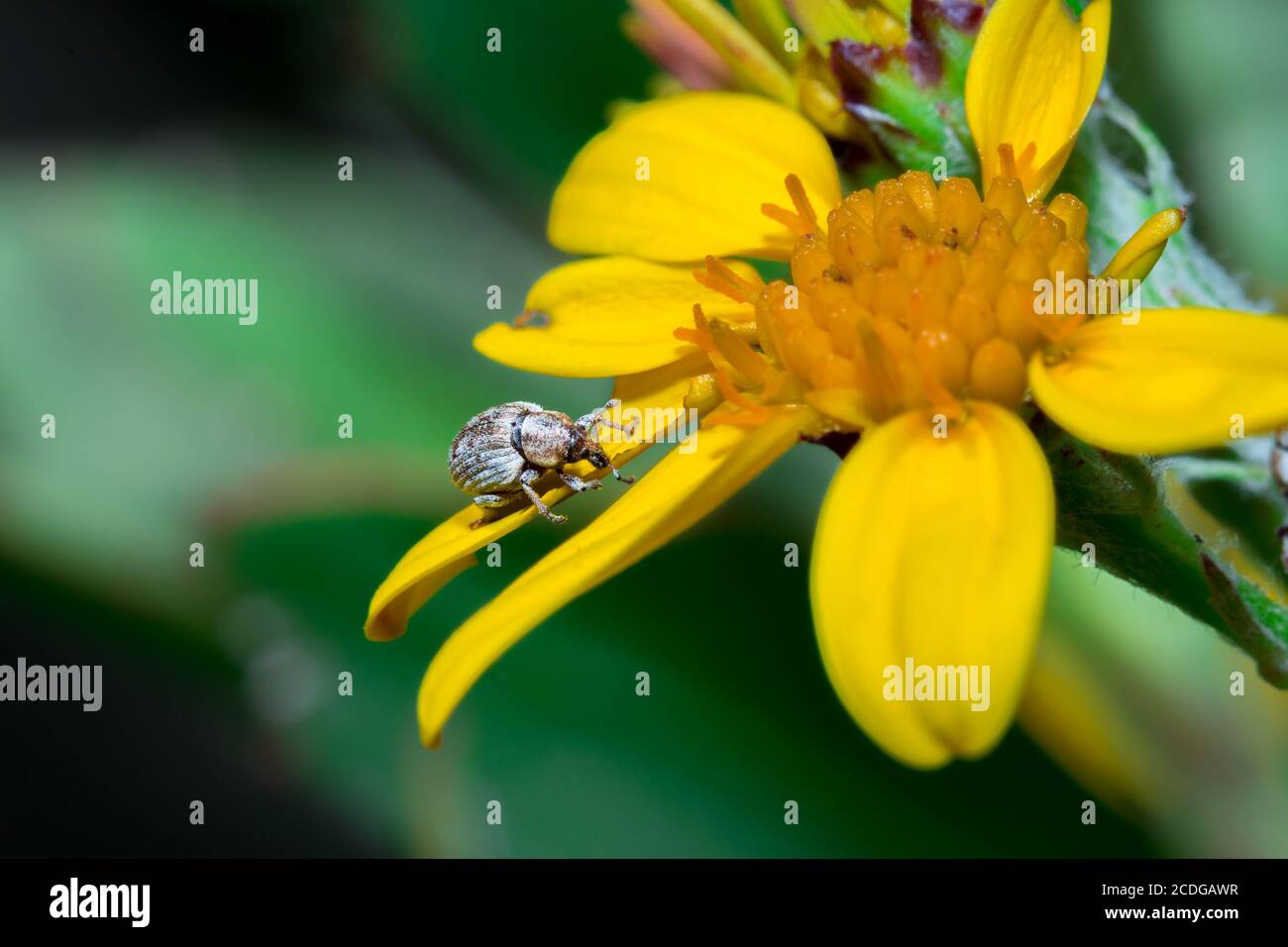 Protostrophus hi-res stock photography and images - Alamy