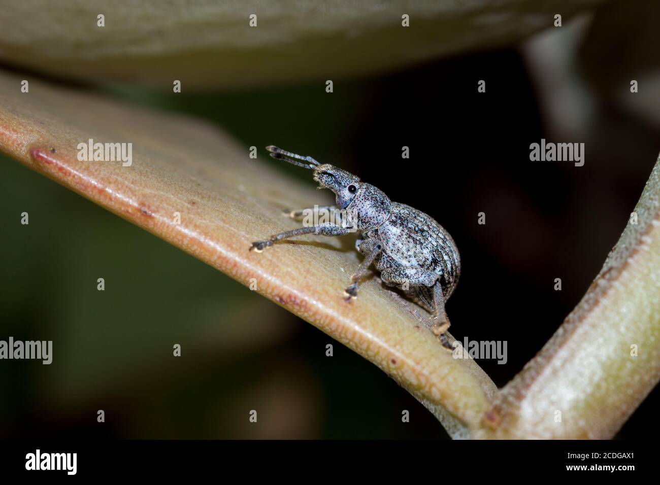 Protostrophus hi-res stock photography and images - Alamy