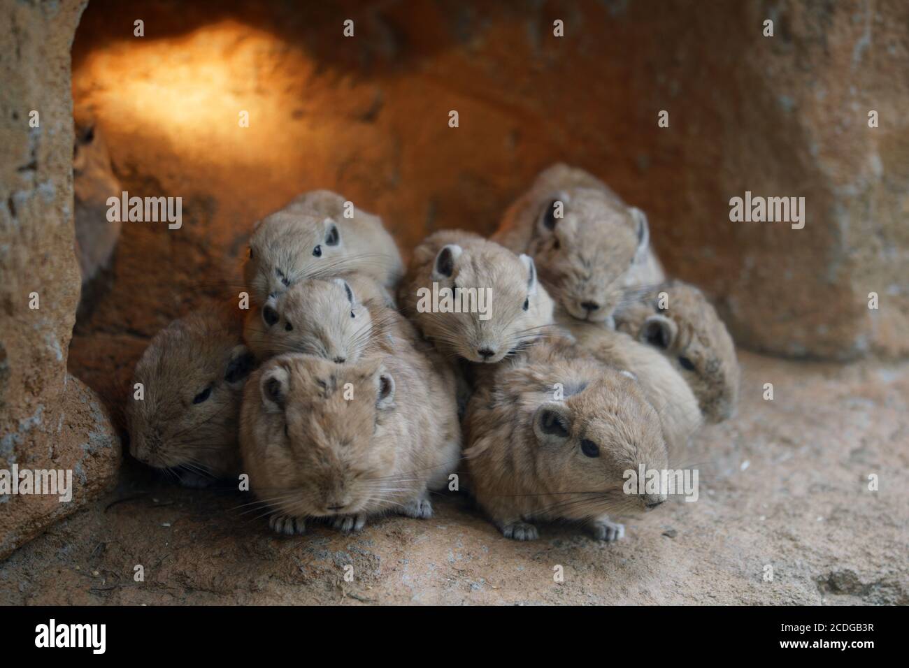 Comb rats hi-res stock photography and images - Alamy
