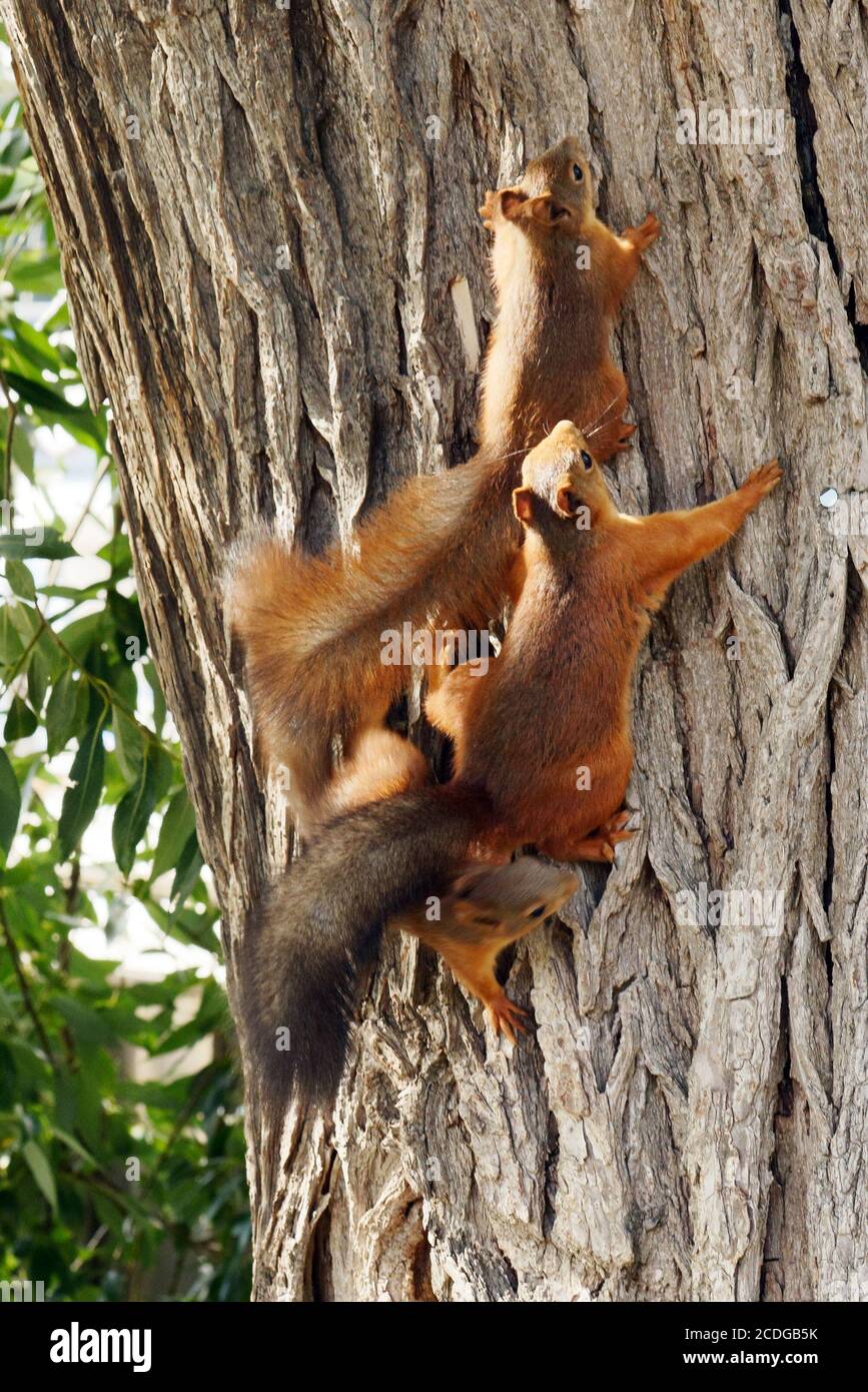 Squirrels funny hi-res stock photography and images - Alamy