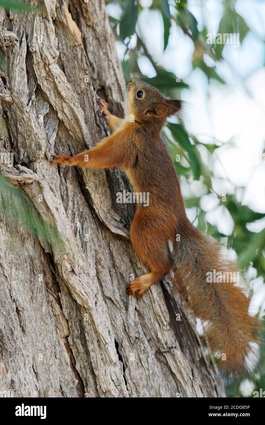 Funny squirrels hi-res stock photography and images - Alamy