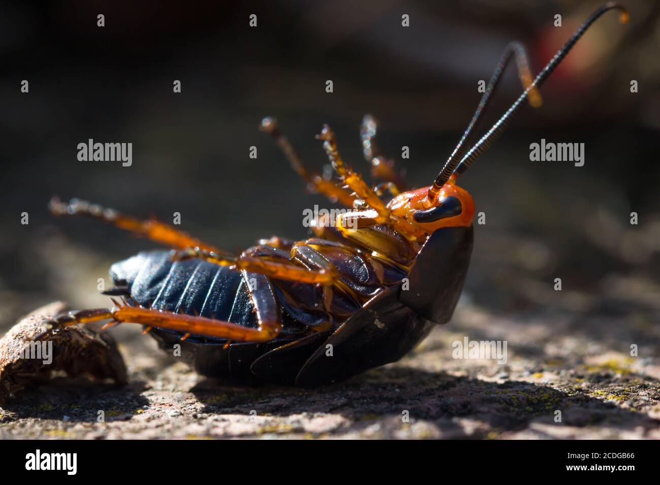 South africa black and red insect bug hi-res stock photography and ...