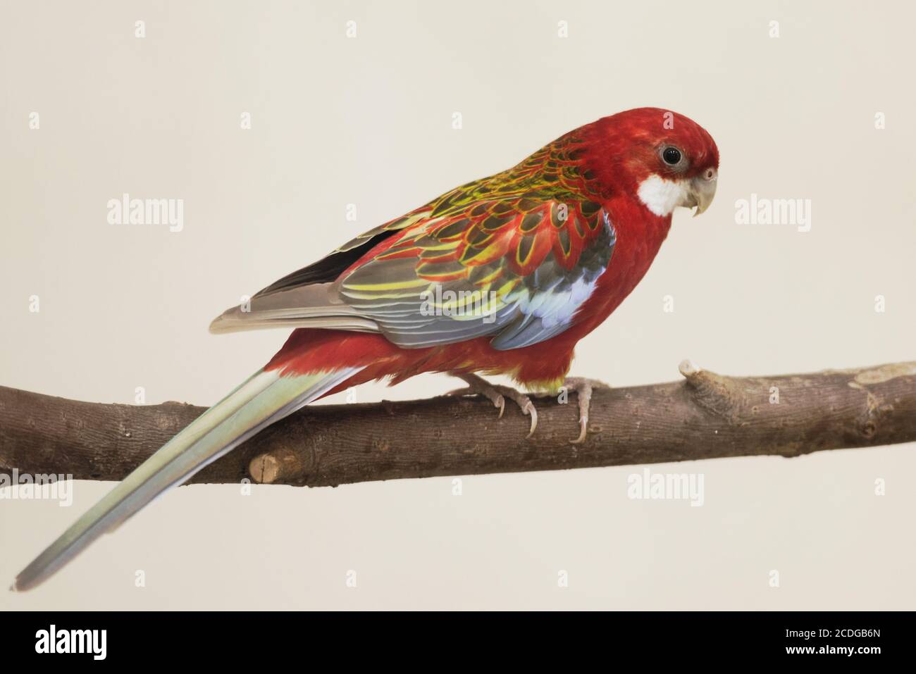 Eastern rosella parrot Stock Photo - Alamy