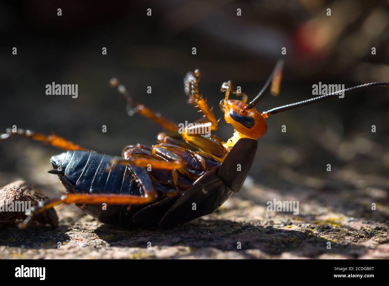 Black and orange Female cockroach (deropeltis eryrthrocephala) beetle ...