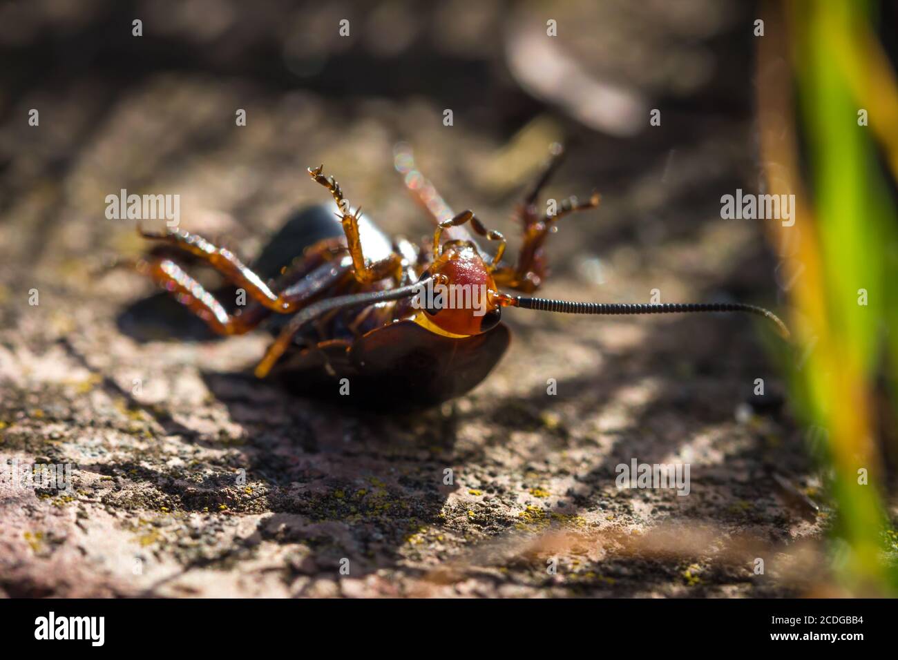Black and orange Female cockroach (deropeltis eryrthrocephala) beetle ...