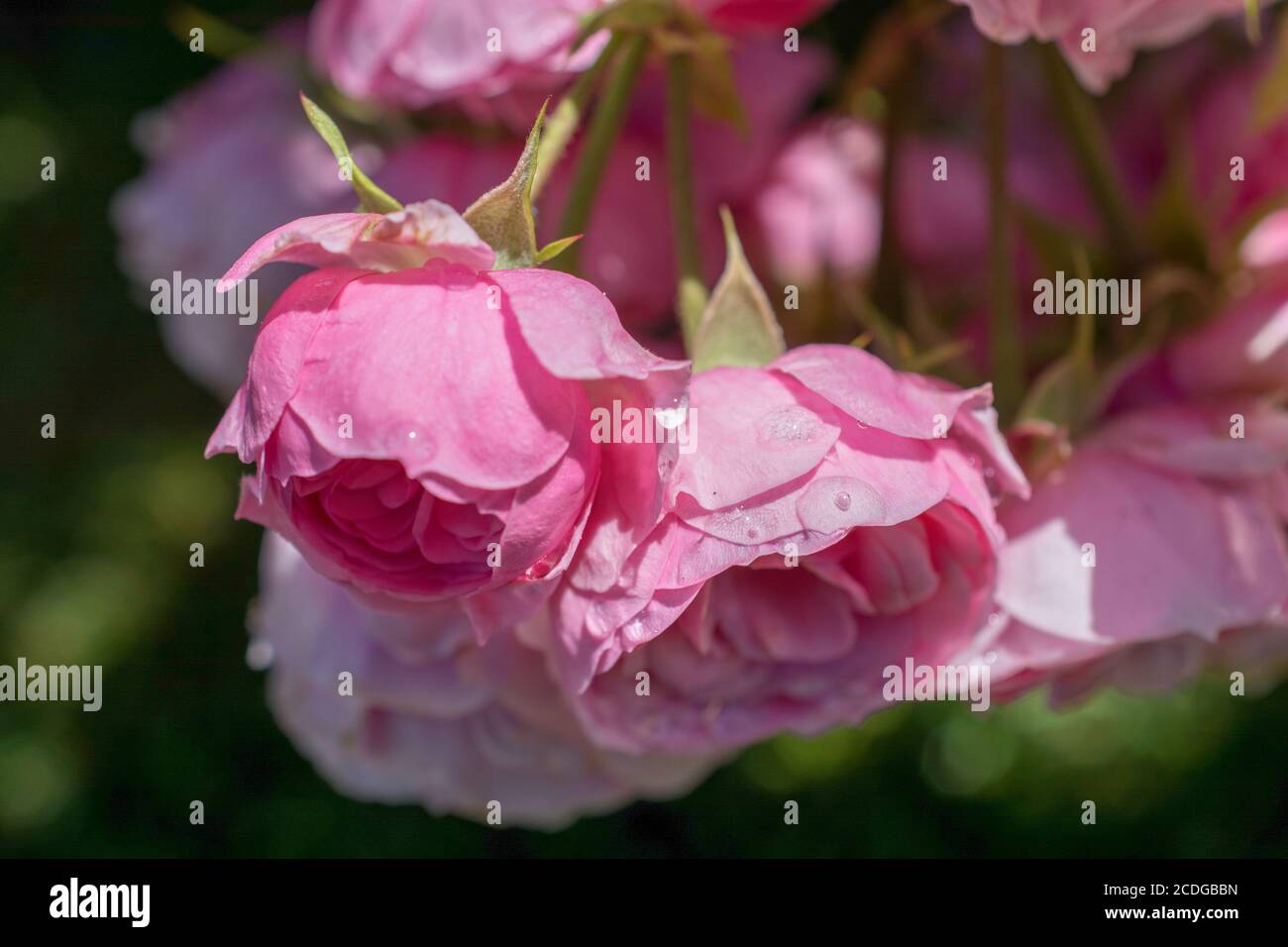 Blooming beautiful colorful roses in the garden background Stock Photo ...
