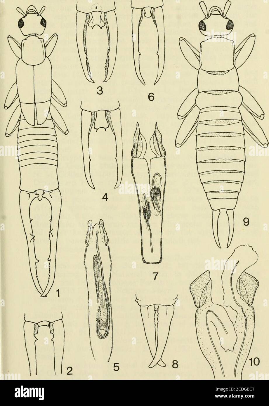 Arixenia esau hi-res stock photography and images - Alamy
