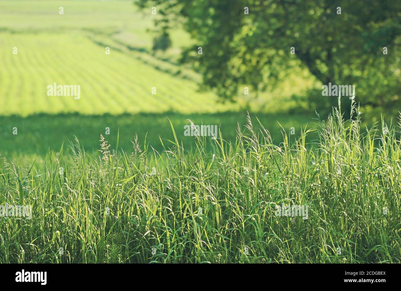 Summer fields in early morning Stock Photo - Alamy