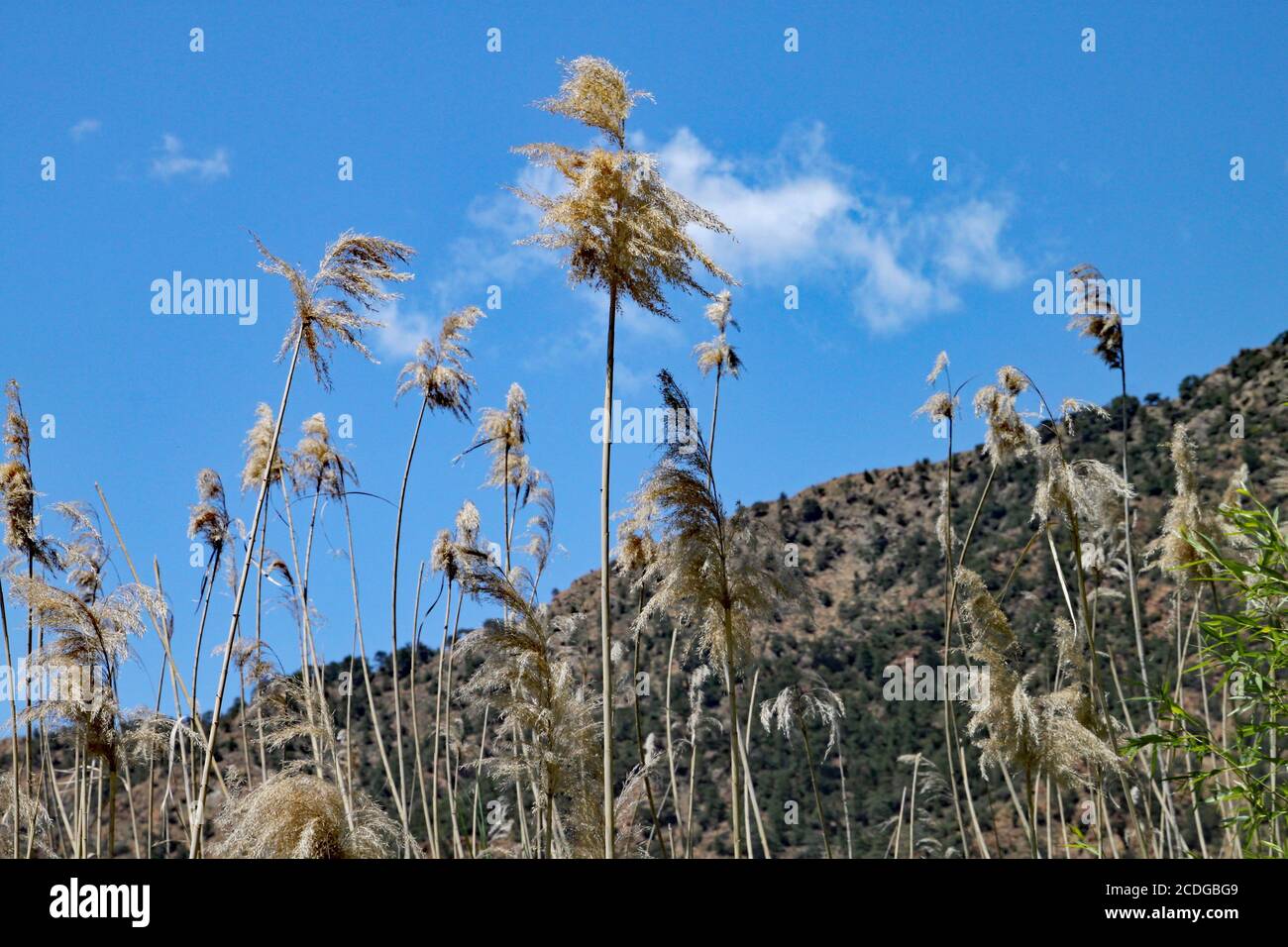 Reeds grow by the side of a lake in the mountains of Turkey Stock Photo ...