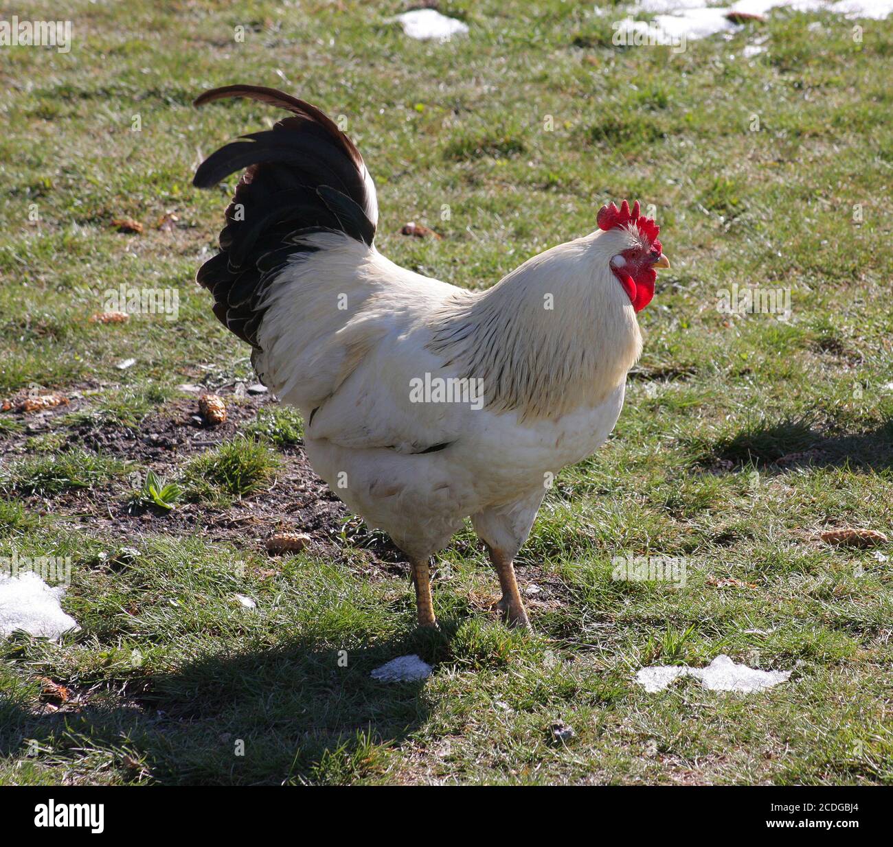 Rooster tail hi-res stock photography and images - Alamy