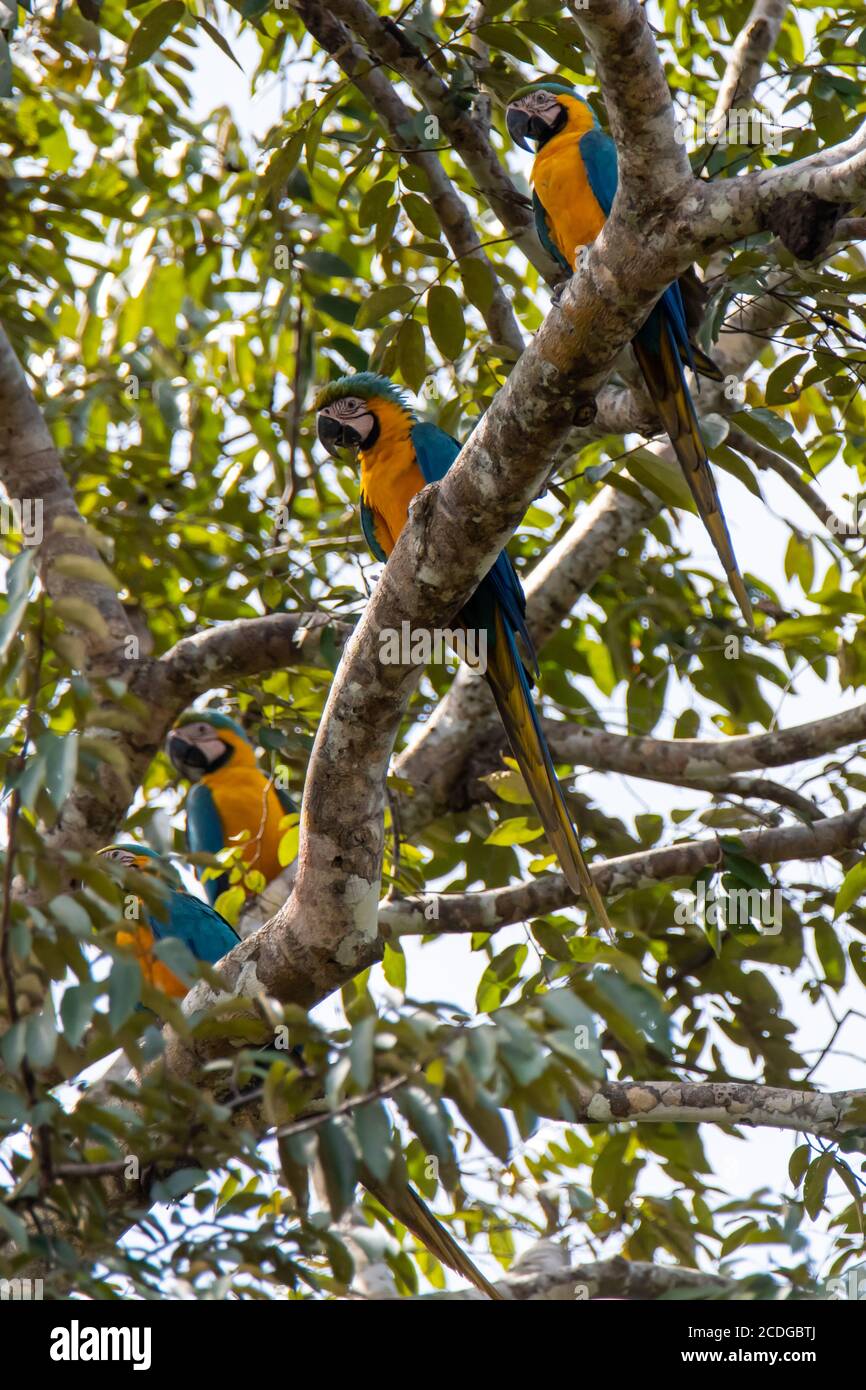 Blue-and-yellow macaws (Ara ararauna) perched in the rainforest canopy ...