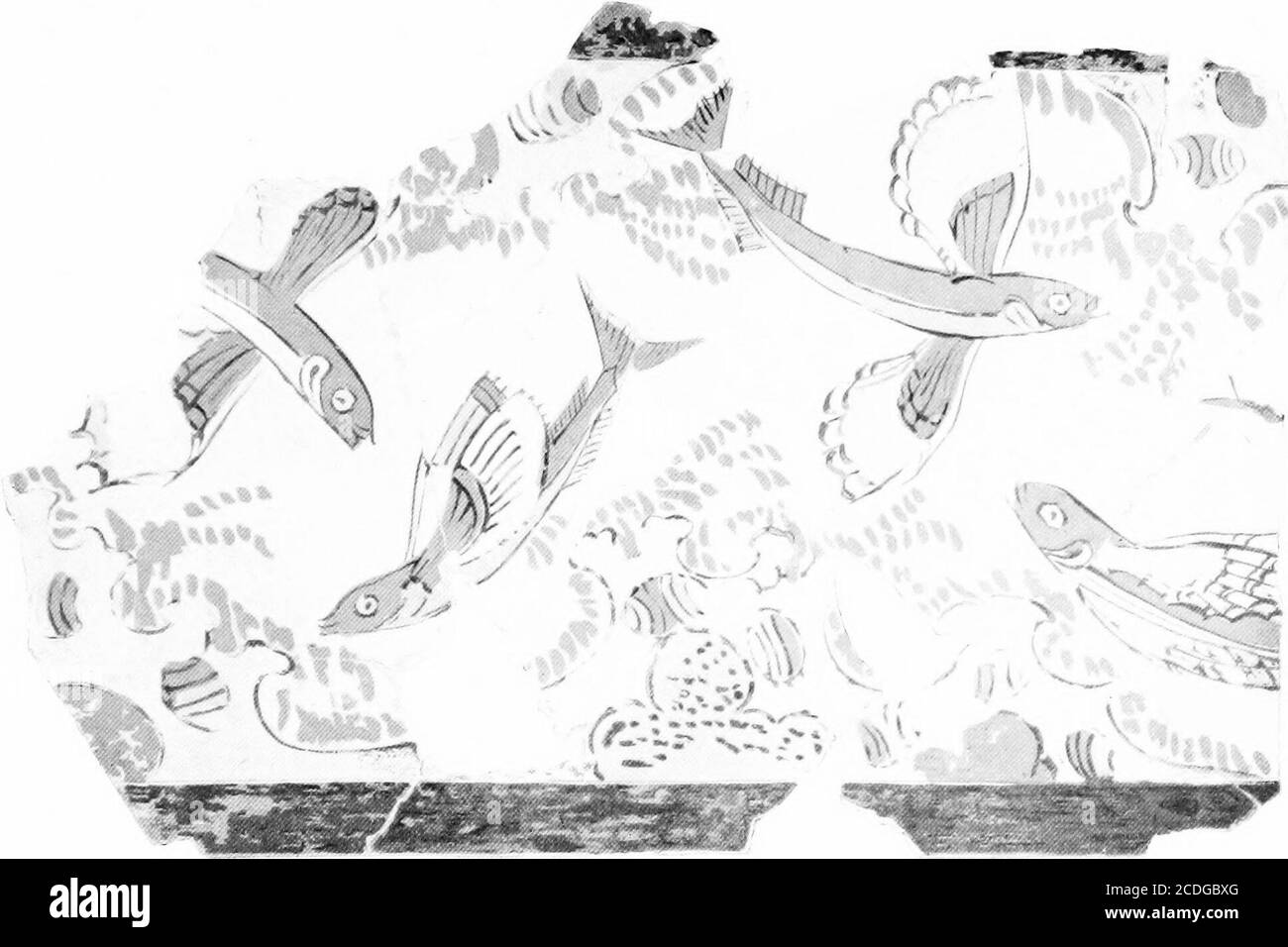 Mammals of crete Cut Out Stock Images & Pictures - Alamy