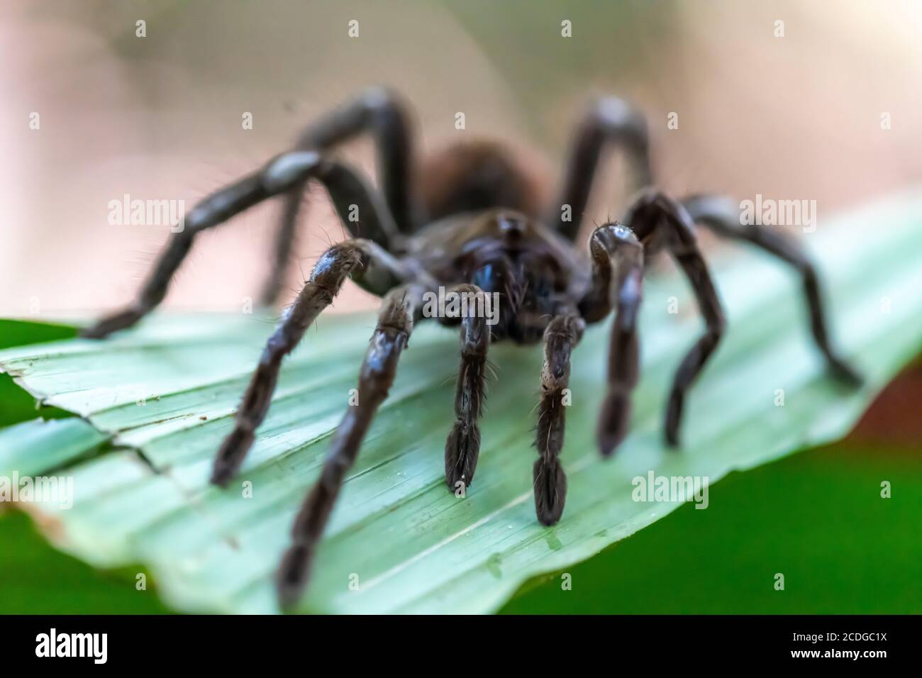 Rainforest treasures hi-res stock photography and images - Alamy
