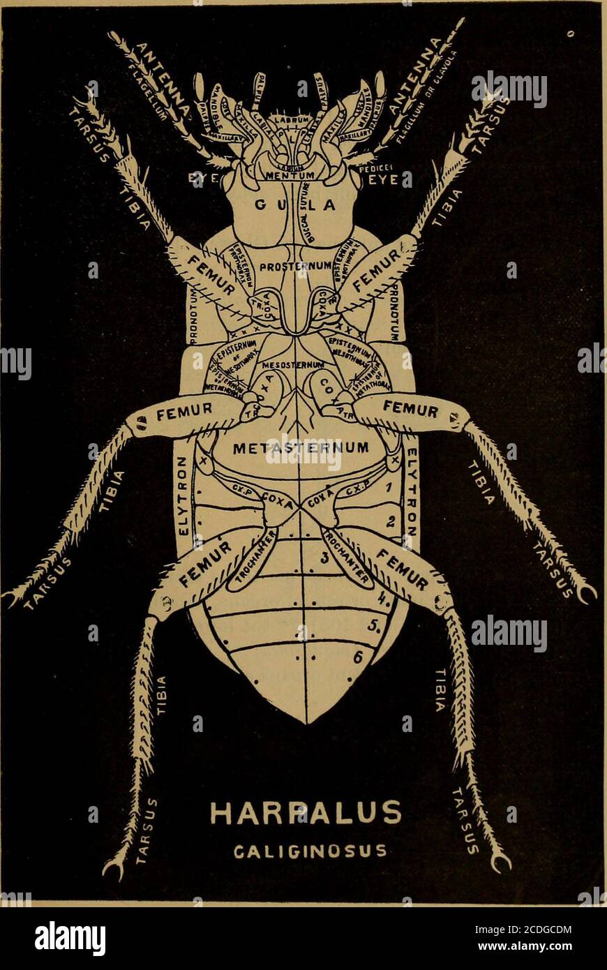 . Insects, injurious and beneficial, their natural history and ...