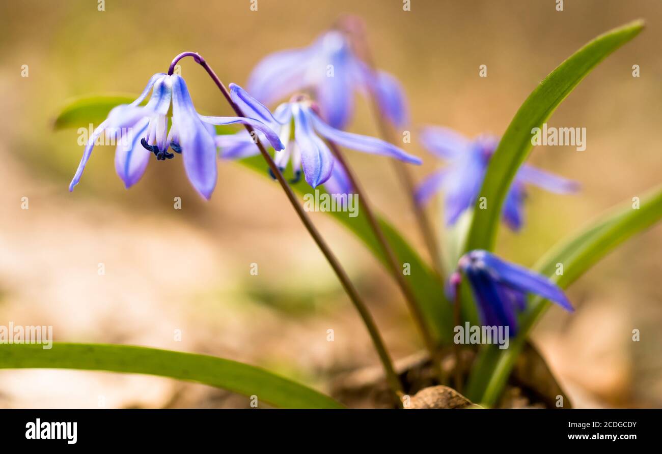 Squill flowers hi-res stock photography and images - Alamy