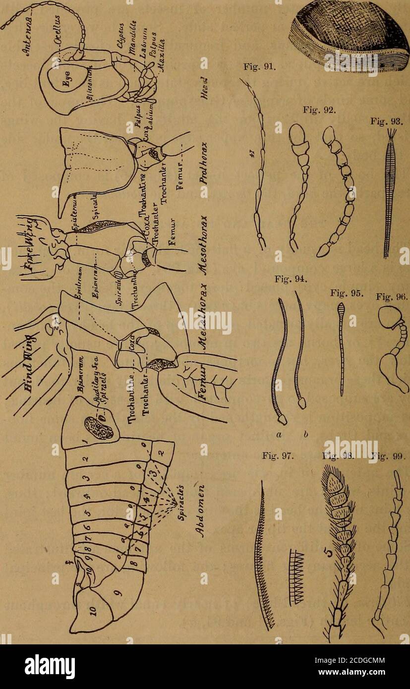 Insects two horns hi-res stock photography and images - Alamy