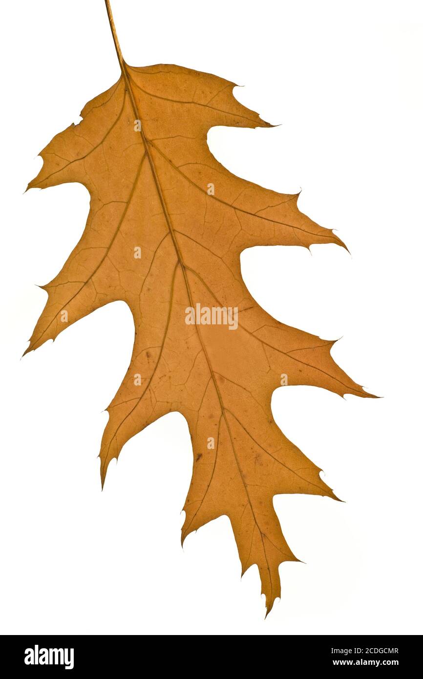 Bokeh white yellow Cut Out Stock Images & Pictures - Alamy