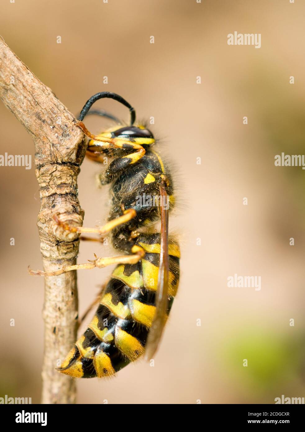 Large wasp hi-res stock photography and images - Alamy