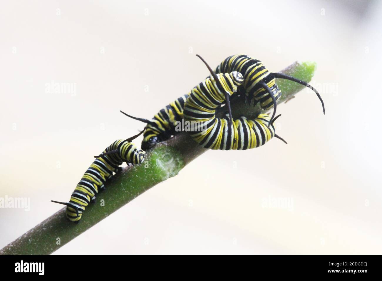 Monarch schmetterling raupe hi-res stock photography and images - Alamy