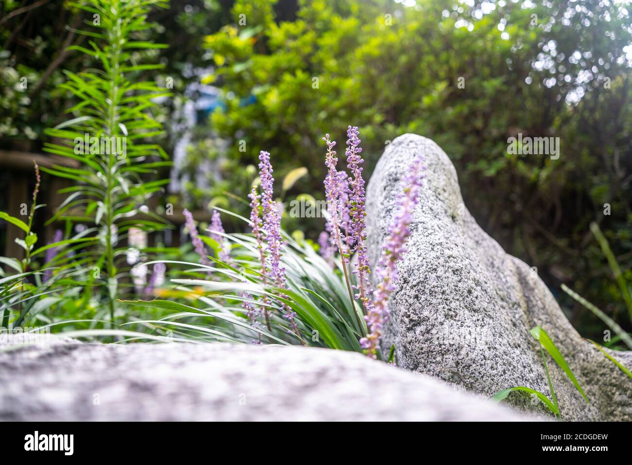 In summer, in the garden in August, Korea, Liriope platyphylla has a ...