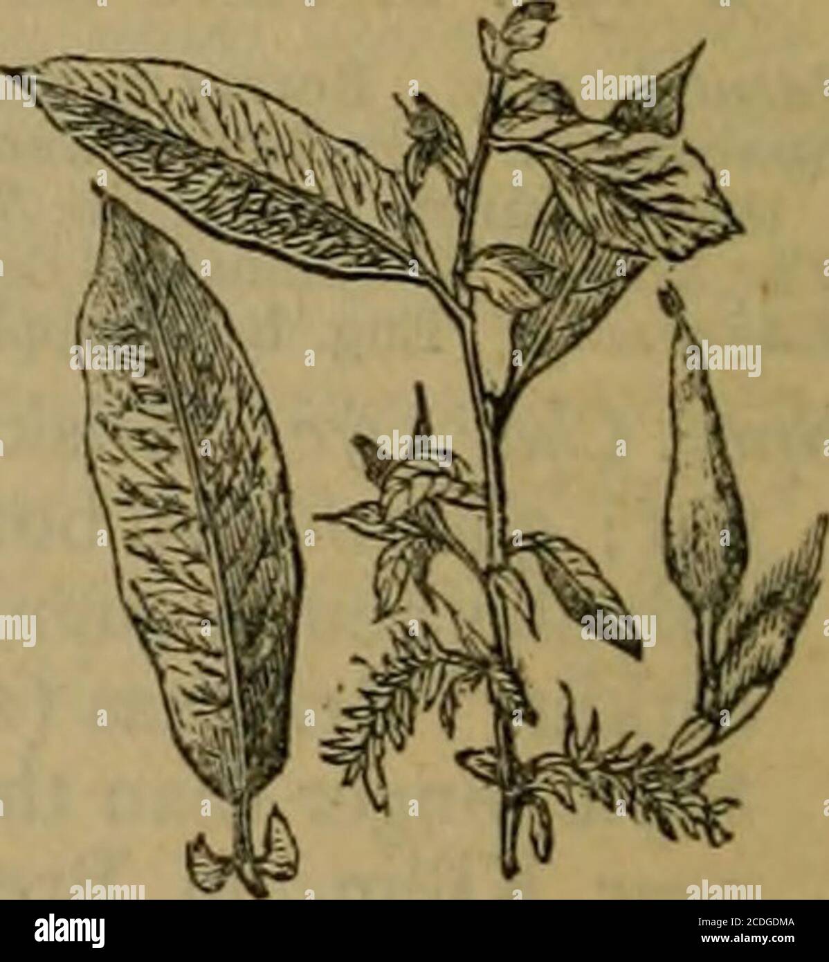 Ornamental foreign plants hi-res stock photography and images - Alamy