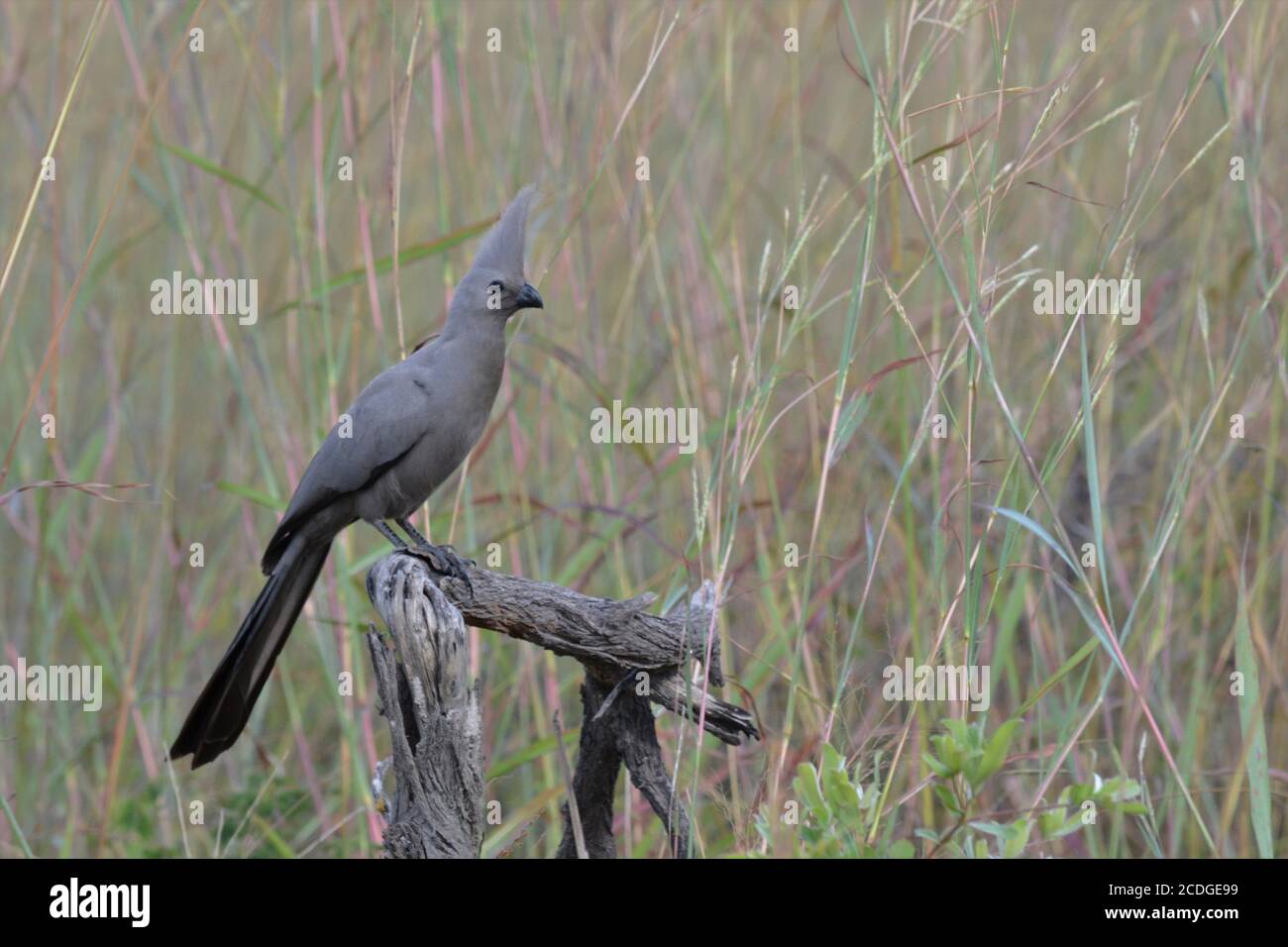 Grey buffalo hi-res stock photography and images - Alamy