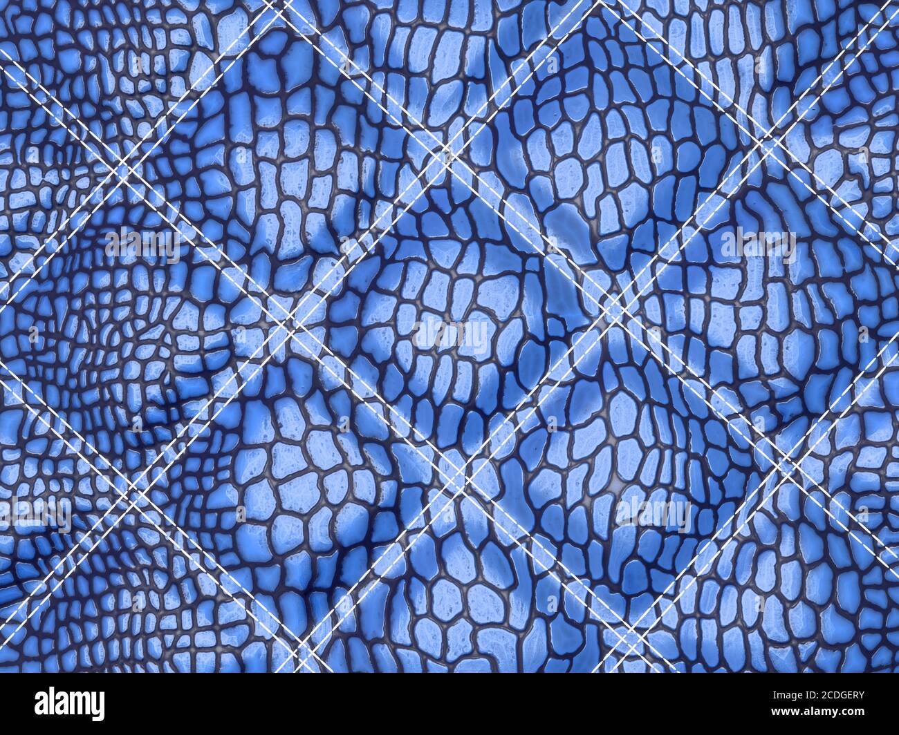 Sewing pattern alligator hi-res stock photography and images - Alamy