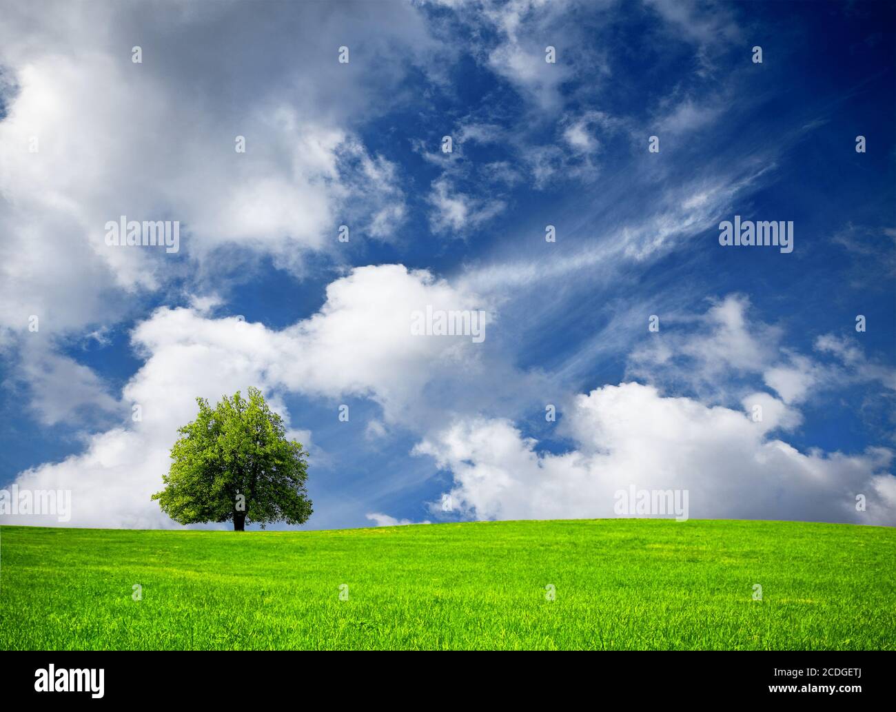 Tree and cloudy sky Stock Photo - Alamy