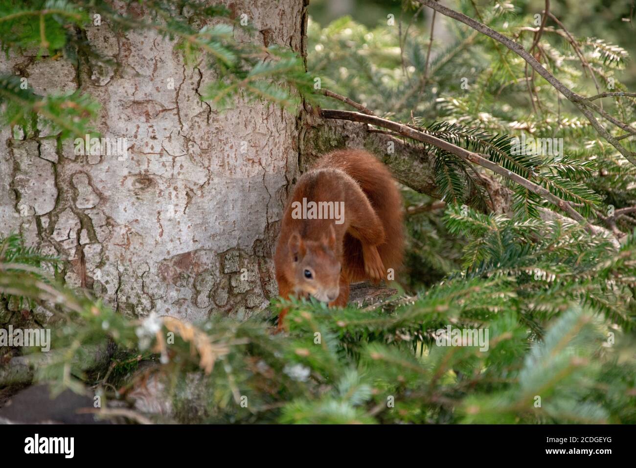 Closeup shot of a red forest squirrel on a tree Stock Photo - Alamy