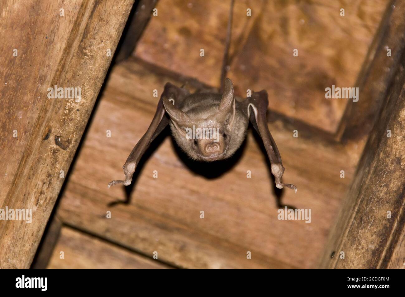 Hanging bat Microchiroptera Stock Photo - Alamy