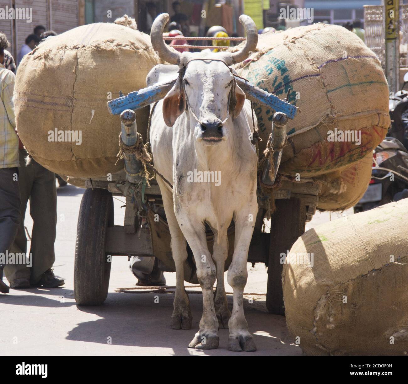 Cow with vehicle Stock Photo - Alamy