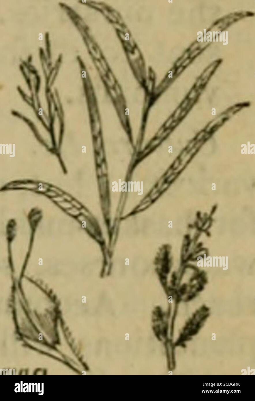 . Arboretum et fruticetum Britannicum; or, The trees and shrubs of ...