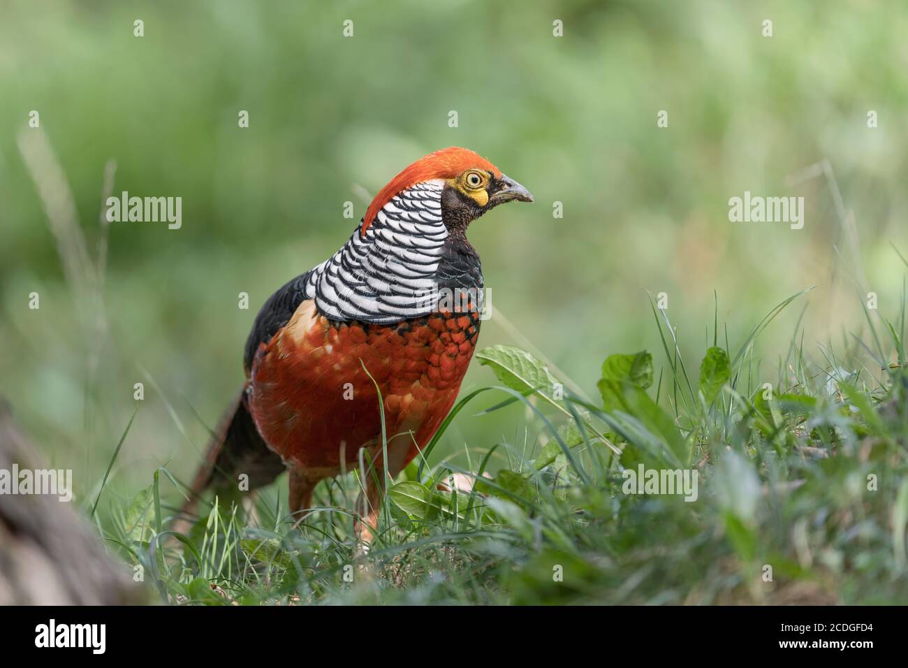 The golden pheasant (Chrysolophus pictus Stock Photo - Alamy
