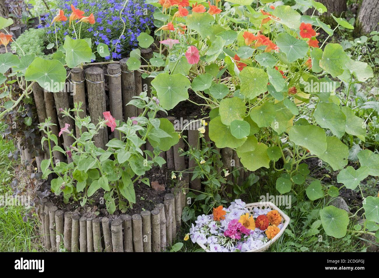 Simple rural background with flowers Stock Photo - Alamy
