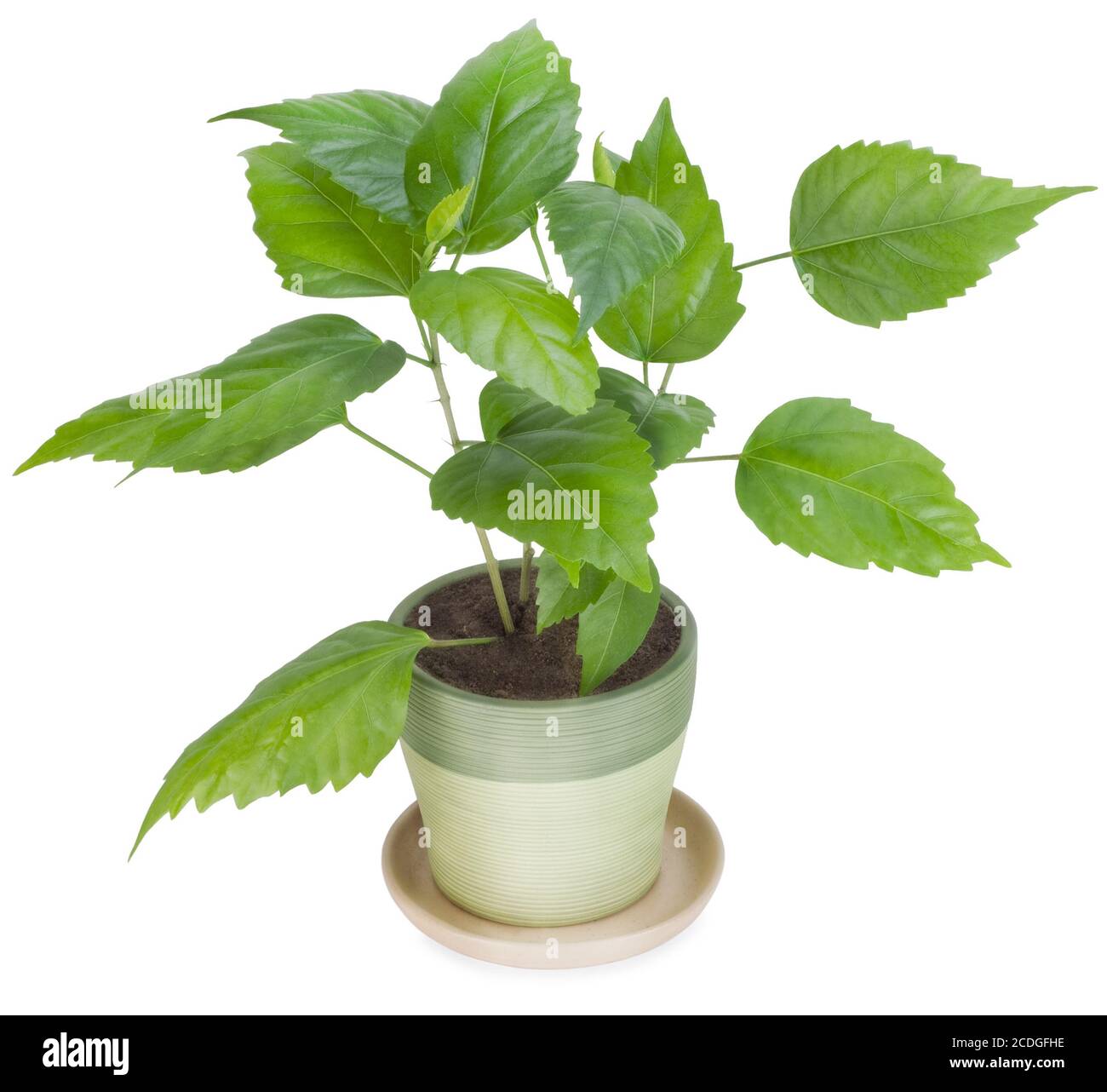 Indoor growth Cut Out Stock Images & Pictures - Alamy