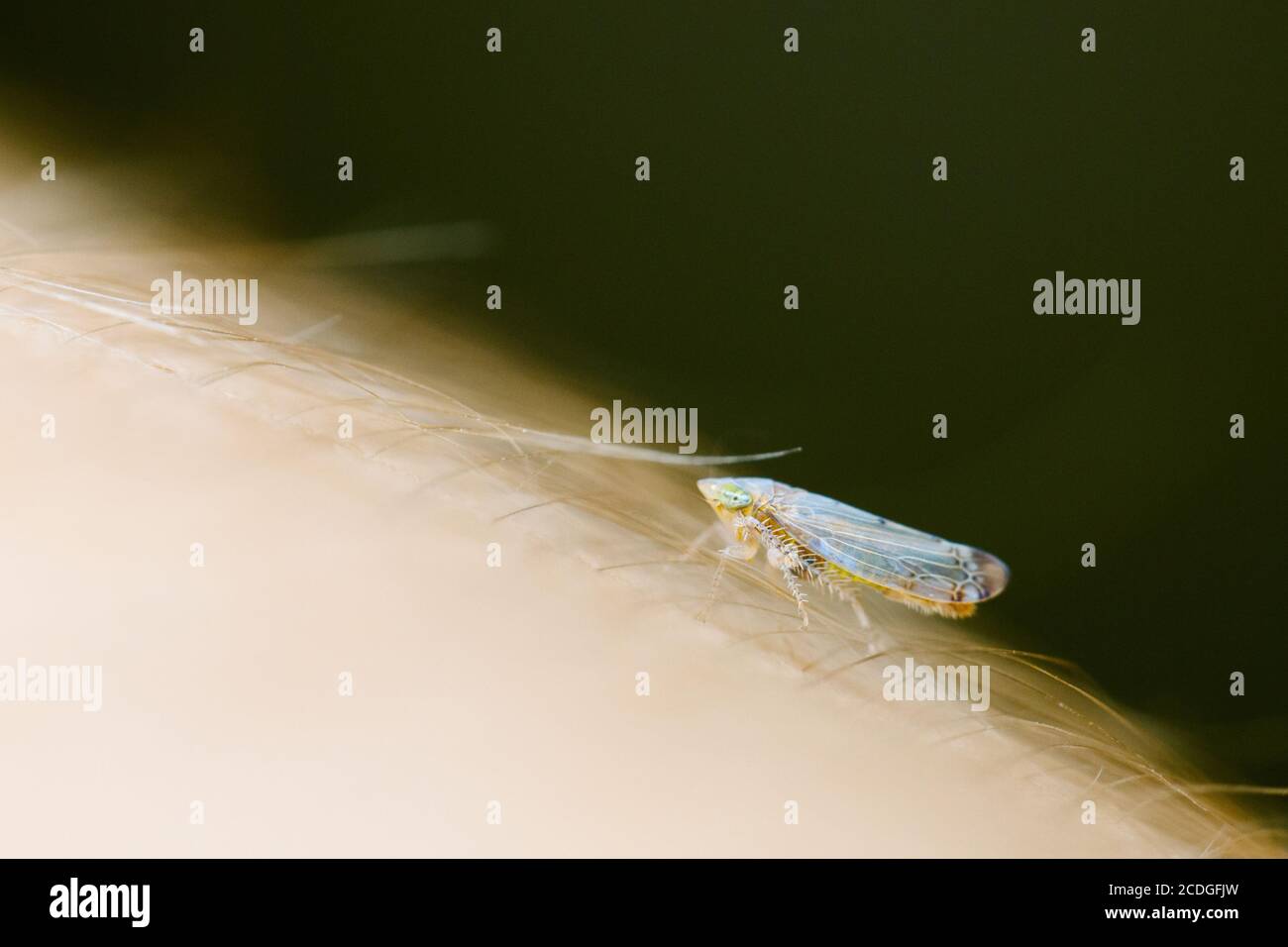Insect body macro hi-res stock photography and images - Alamy