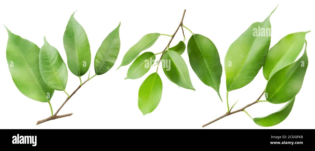 Three isolated branches Stock Photo - Alamy