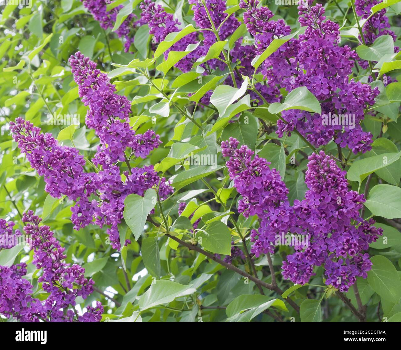 Blossom purple lilac bush Stock Photo - Alamy
