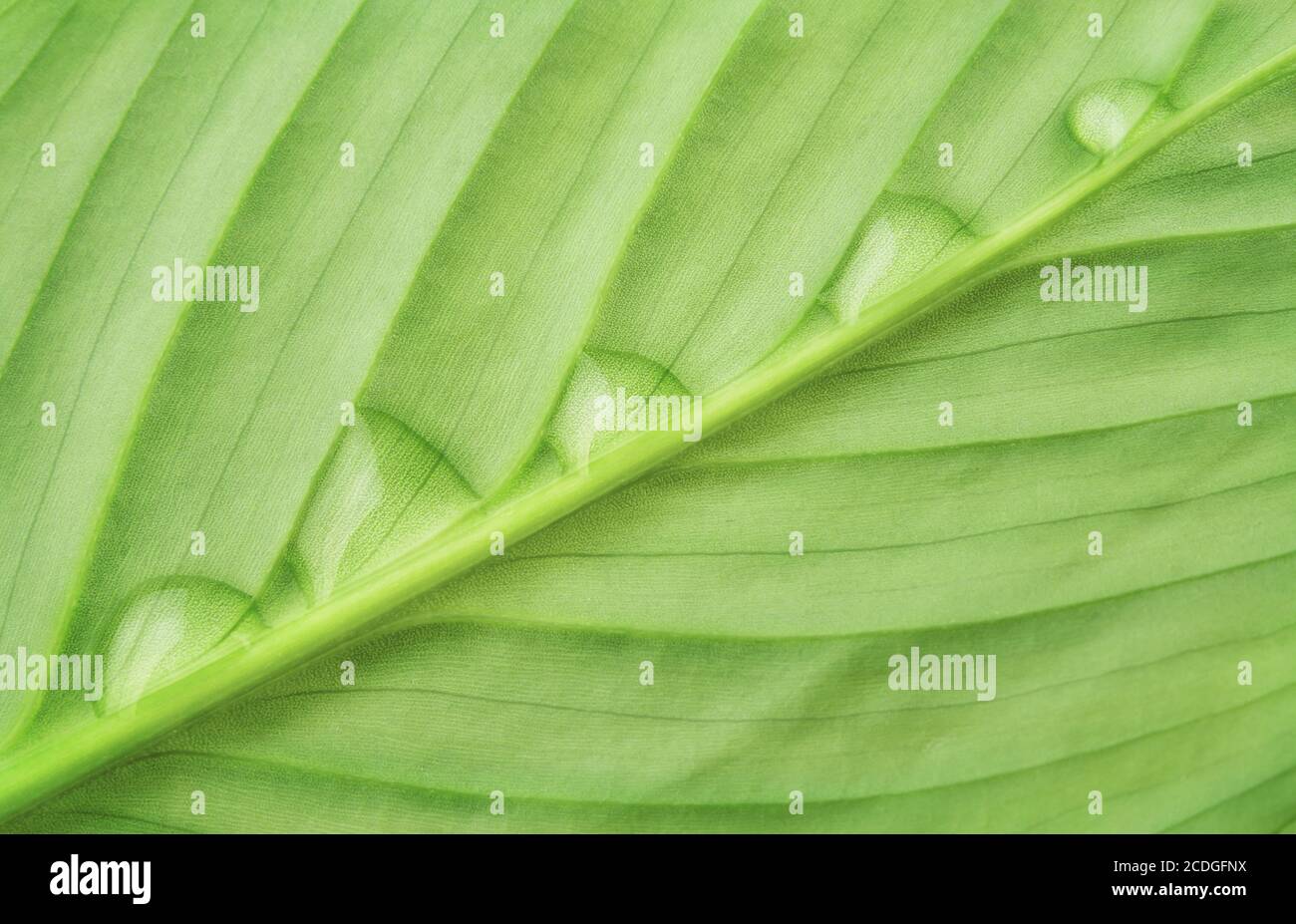 Five water drops background Stock Photo - Alamy