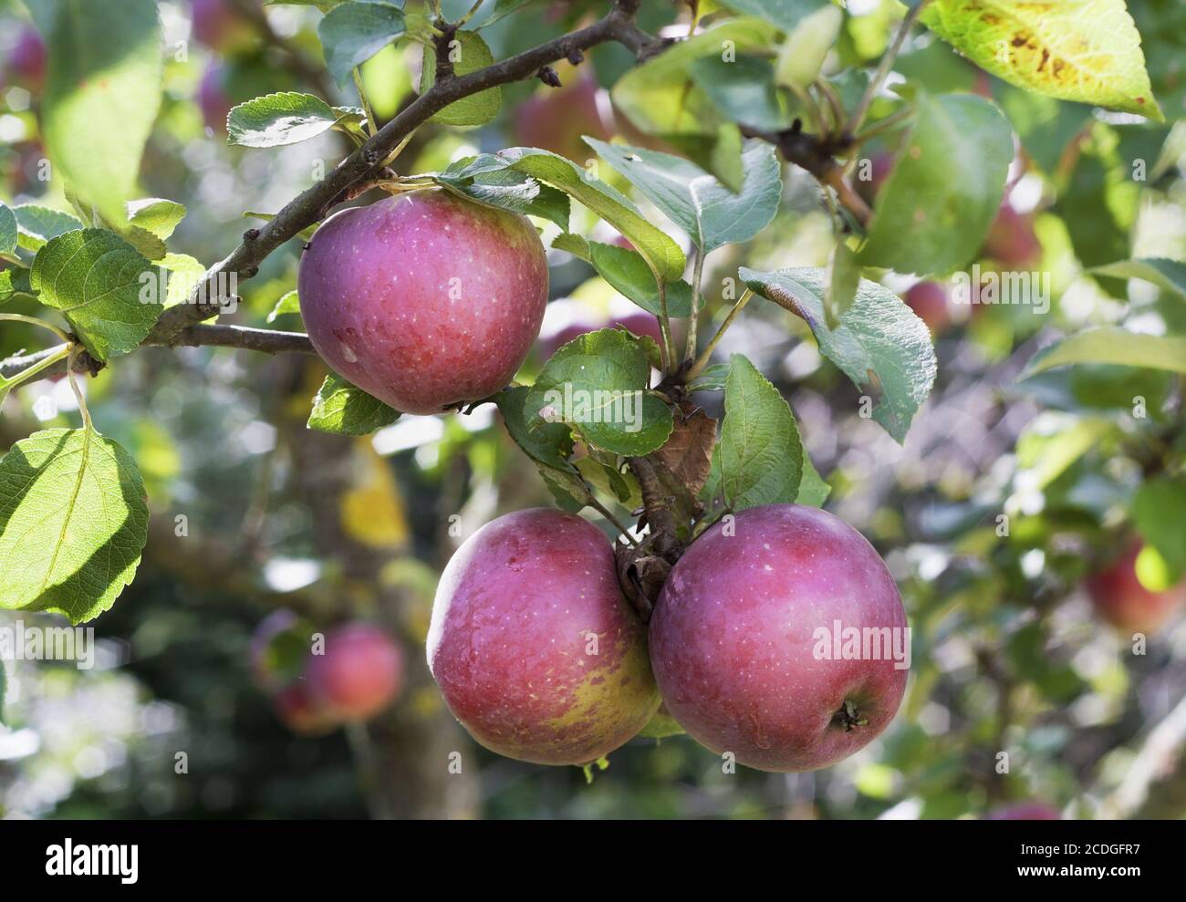 Real apples on a branch with leaves Stock Photo - Alamy