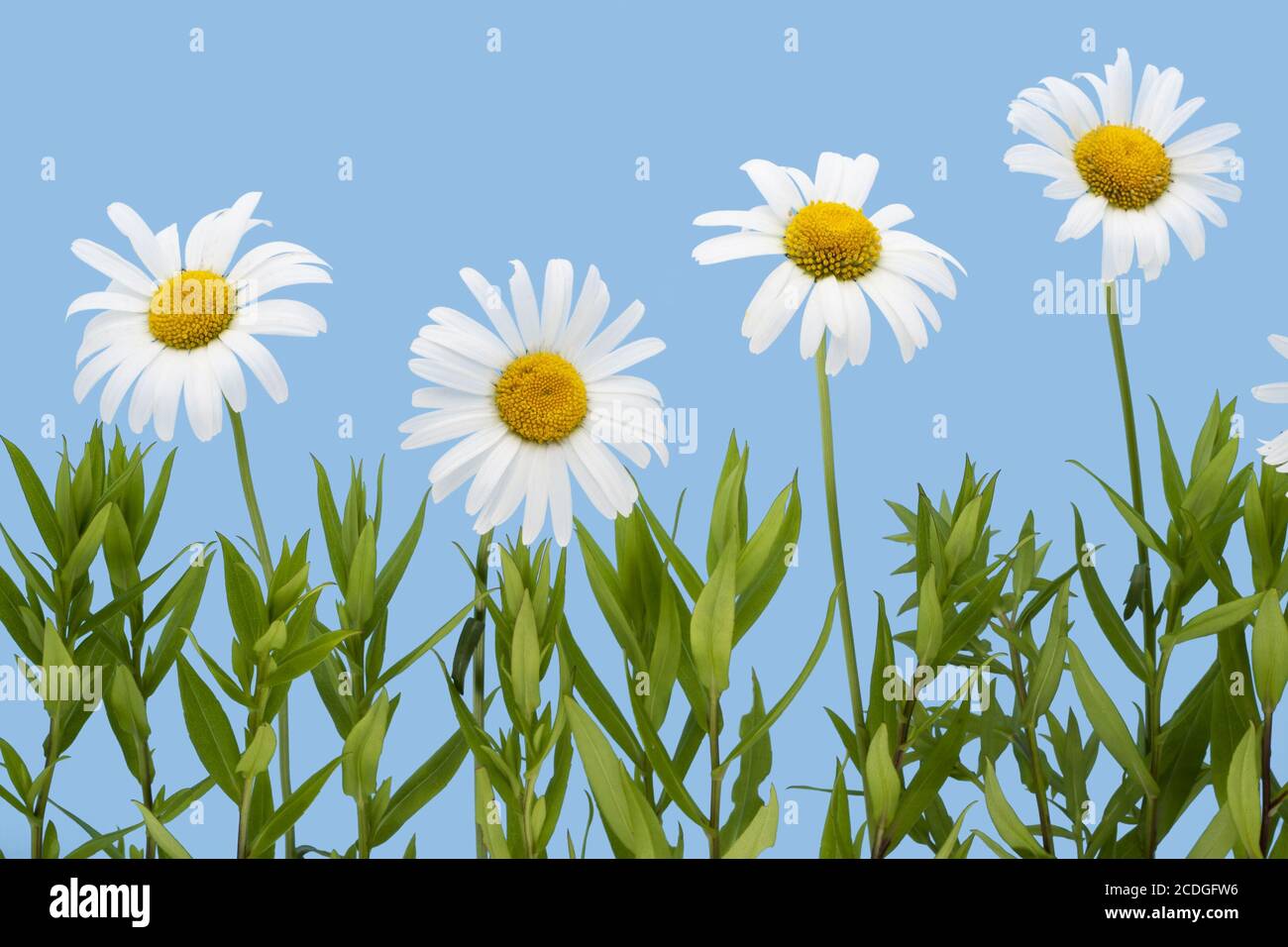 Cyan leaf hi-res stock photography and images - Alamy