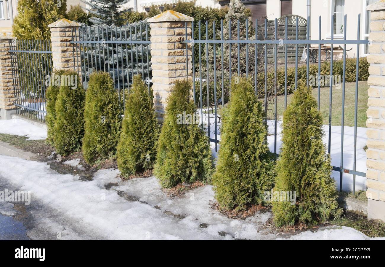 Group of saplings hi-res stock photography and images - Alamy