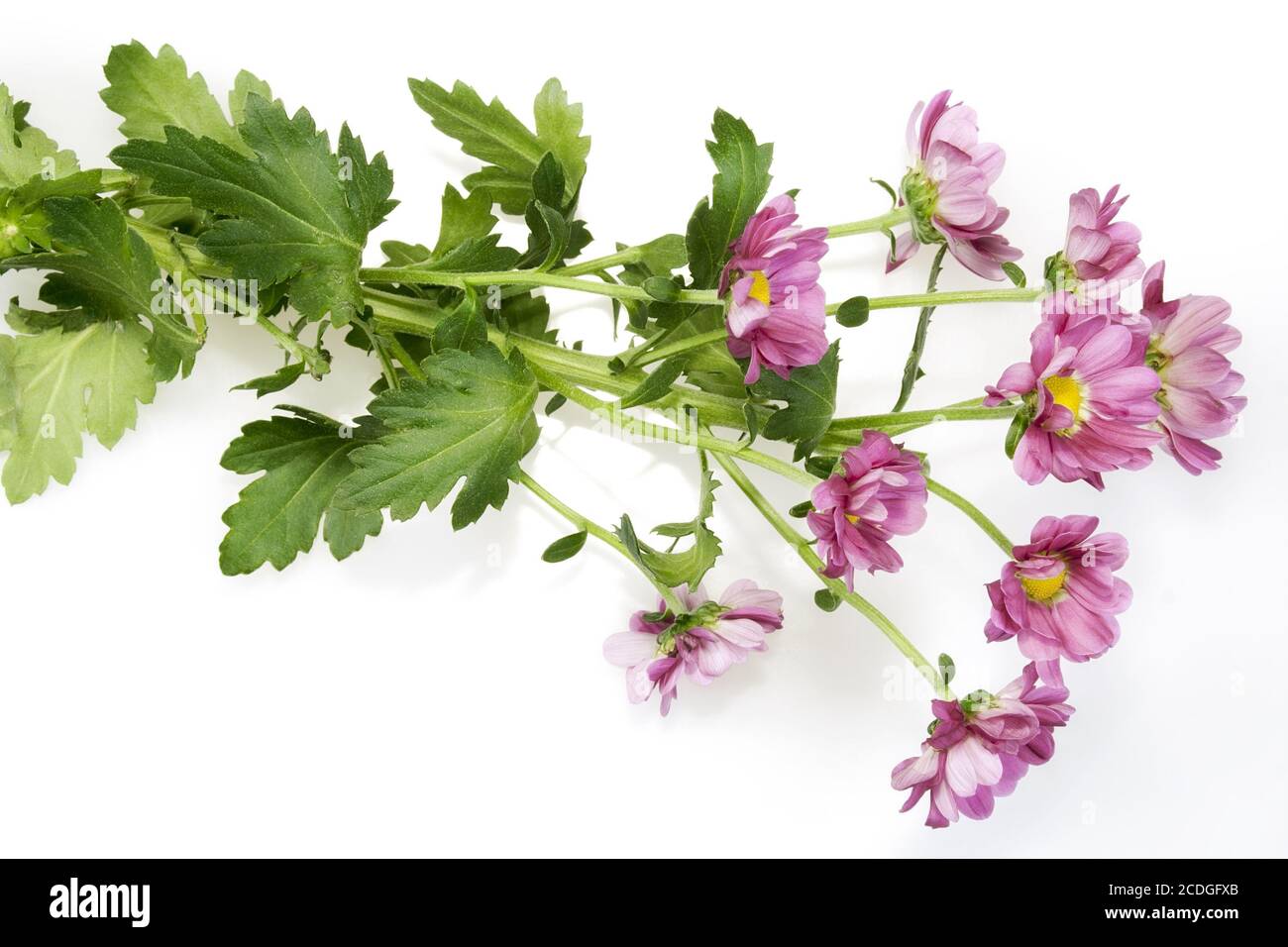 Bunch of withering flowers hi-res stock photography and images - Alamy