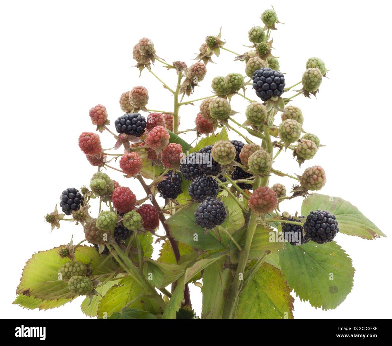 Ripe unripe fruit blackberry hi-res stock photography and images - Alamy