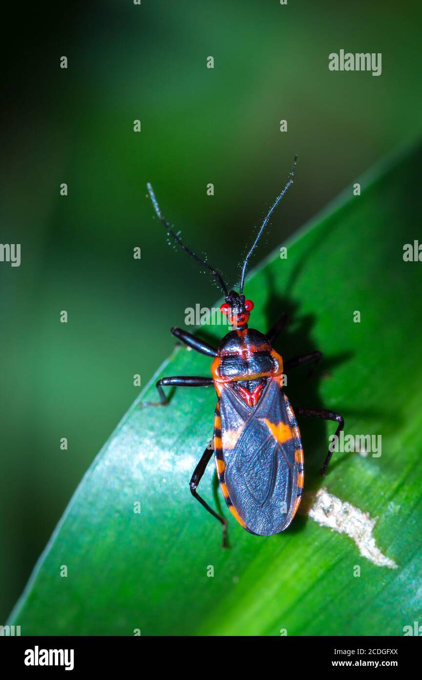 Red and black Assassin bug on a leaf, Pietermaritzburg, South Arica ...
