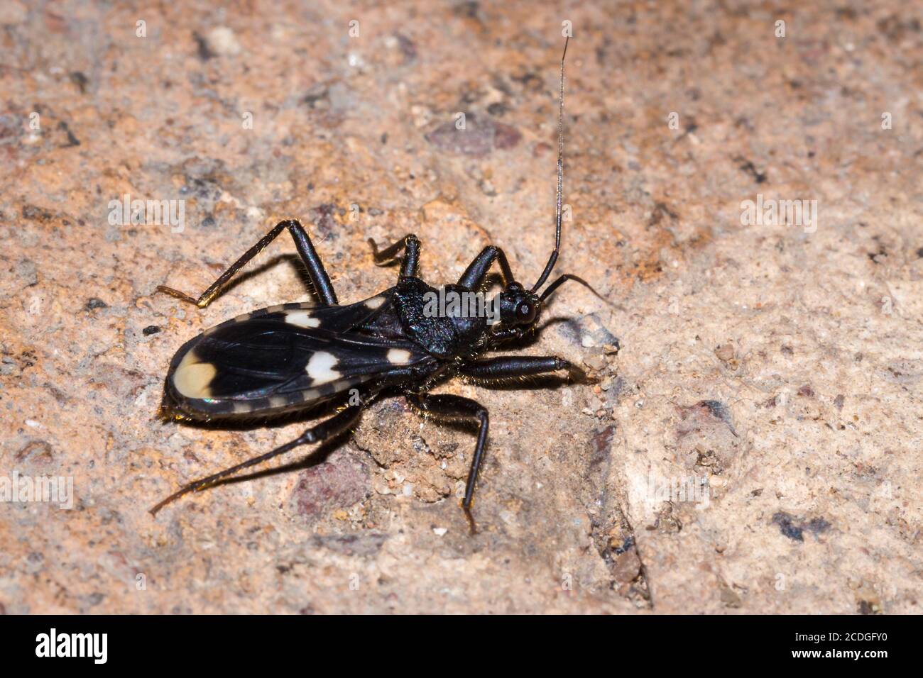 White and black Assassin bug on a leaf, Pietermaritzburg, South Arica ...