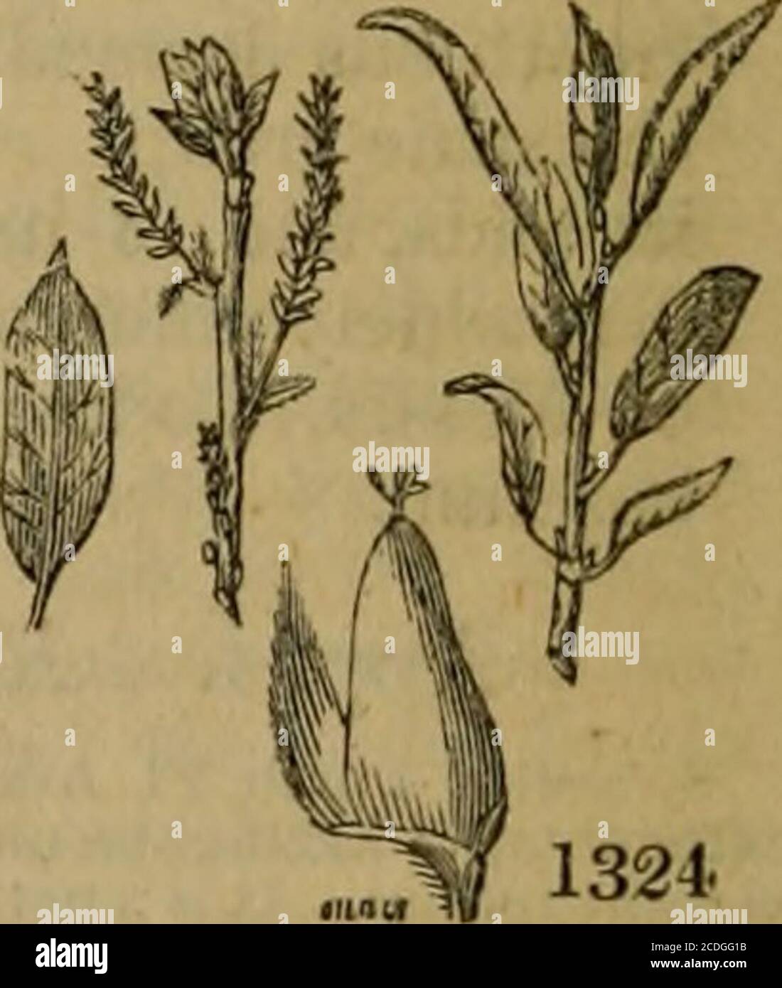 Oblong Lanceolate Leaf High Resolution Stock Photography and Images - Alamy